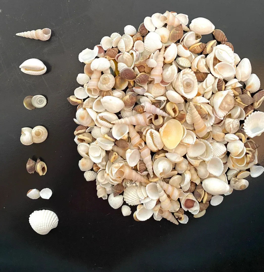 small sea shells for resin art |ocean art| keychains| pendants – Epoxy ...