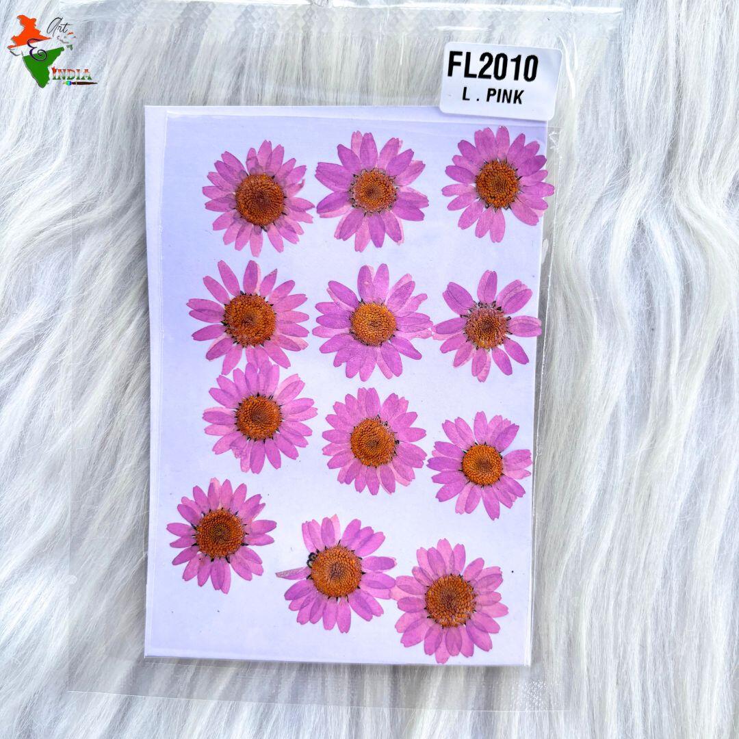 Light Pink Daisy Pressed Dry Flower For Resin Art – Epoxy Art India