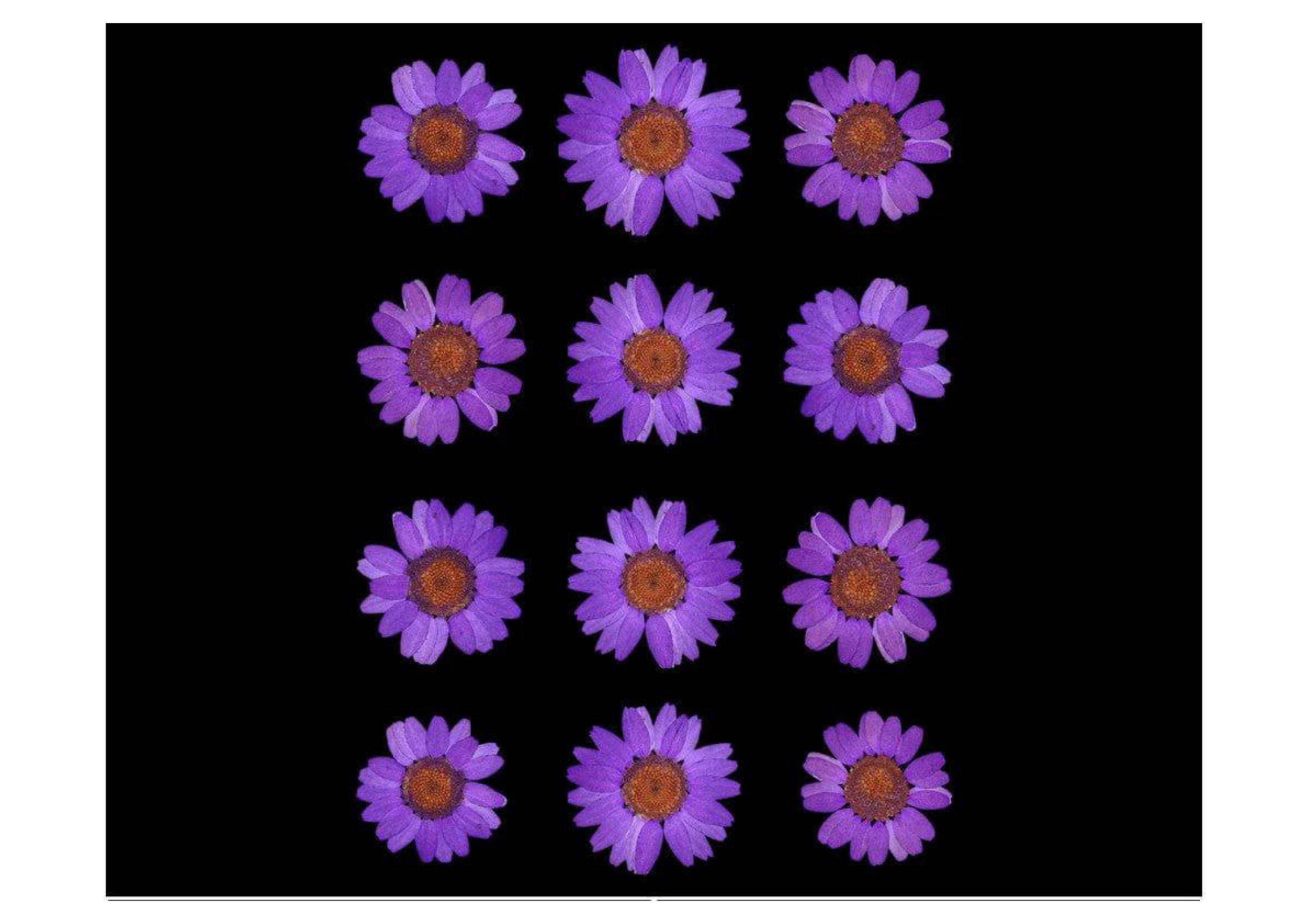 VIOLET DAISY PRESSED DRY FLOWER – Epoxy Art India